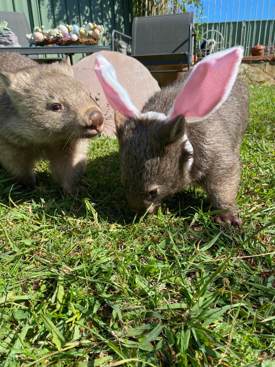 The Easter Barney is real! – Working with Australian Wildlife – Helen Hardy