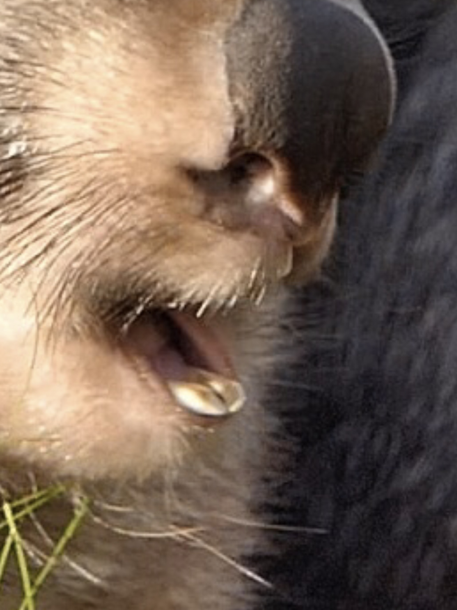 Are wombats vicious? – Working with Australian Wildlife – Helen Hardy