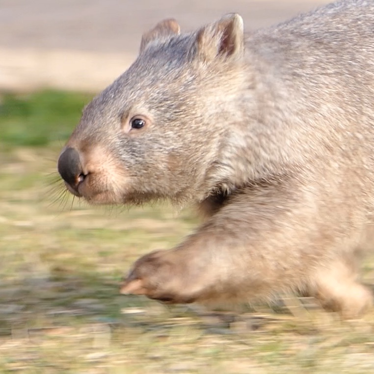Are wombats vicious? – Working with Australian Wildlife – Helen Hardy