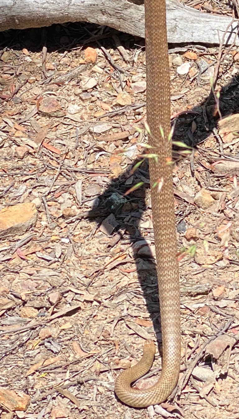 Australian Snakes! The Red Belly Black snake and the Eastern Brown ...